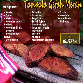Jual monggo] Akar Bajakah Tampala Getah Merah 1 Kg Asli Kalimantan ...
