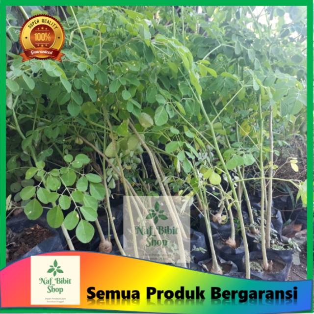 Jual bibit kelor unggulan pohon kelor tanaman kelor bibit toga kualitas ...