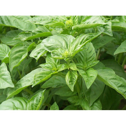 Jual Bibit Benih Biji Sayur Kemangi - Bibit Tanaman Pohon Sayur Kemangi ... Jual Bibit Benih Biji Sayur Kemangi - Bibit Tanaman Pohon Sayur Kemangi ...