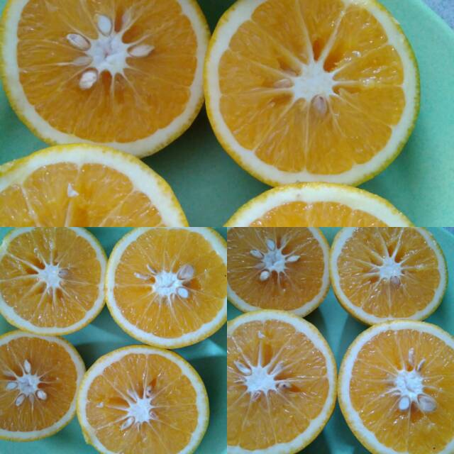 Jual Jeruk baby java malang / kg | Shopee Indonesia