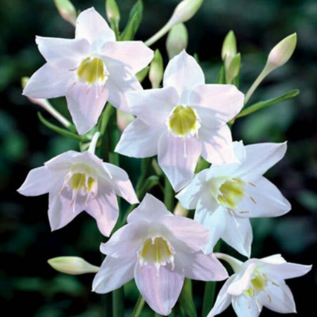 Amazone Lily | Shopee Indonesia