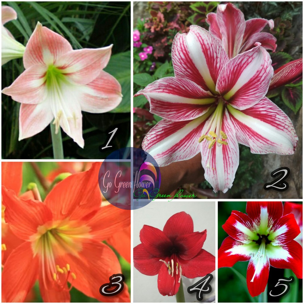 Jual BUNGA AMARILIS UMBI DAN TANAMAN Bunga Amarilis atau bunga Lily atau bakung dengan nama ...