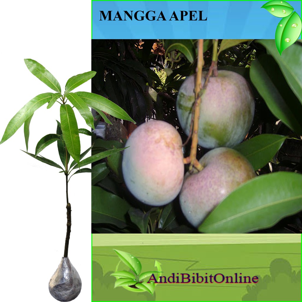 Jual Tanaman Mangga Apel - Bibit Mangga Apel | Shopee Indonesia