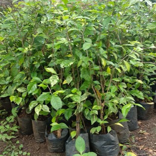 Jual tanaman hias tetehan variegata - pohon tehtehan variegata ...