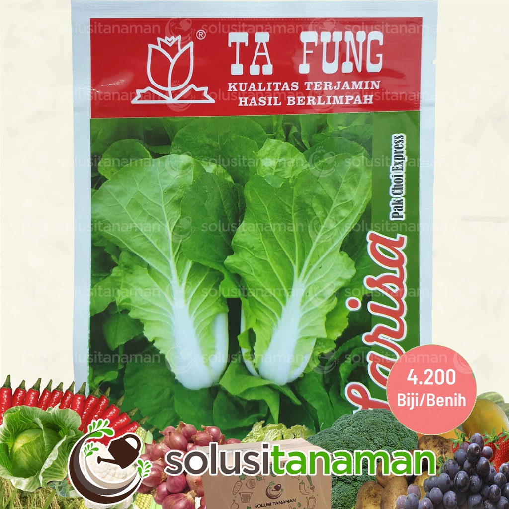 Jual Benih Sawi Larisa Pak Choi Express 10gr (4.200 Biji) Benih Sawi ...