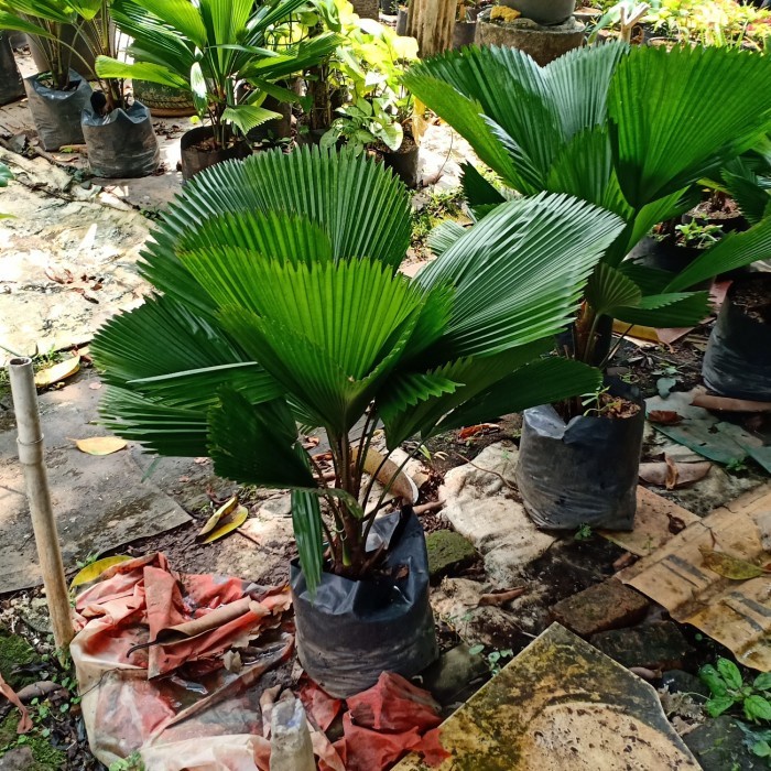 Jual Pohon Palem Kol Tinggi 60-80 cm | Shopee Indonesia