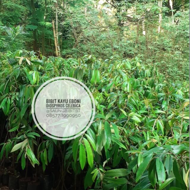 Jual BIBIT POHON KAYU EBONY KAYU HITAM SULAWESI TANAMAN KAYU EBONI ...