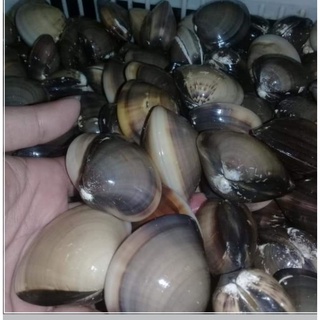 Jual toe/ totok kerang seafood 1 kg | Shopee Indonesia