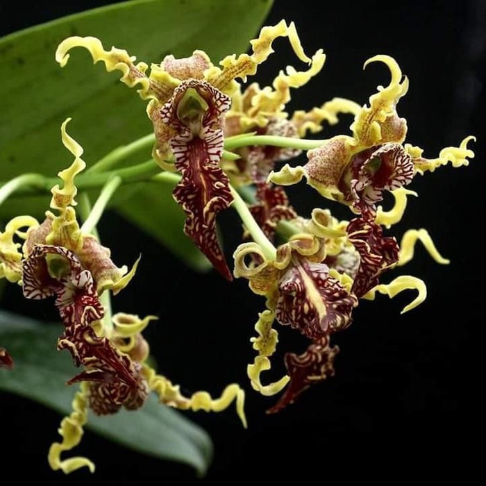 Jual Anggrek Dendrobium Spectabile Papua Rawatan | Shopee Indonesia