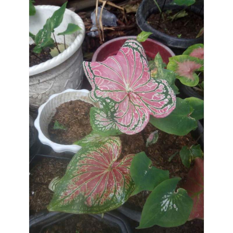 Jual CALADIUM WAYANG - KELADI WAYANG - KELADI BERCAK PINK HIJAU ... Jual CALADIUM WAYANG - KELADI WAYANG - KELADI BERCAK PINK HIJAU ...