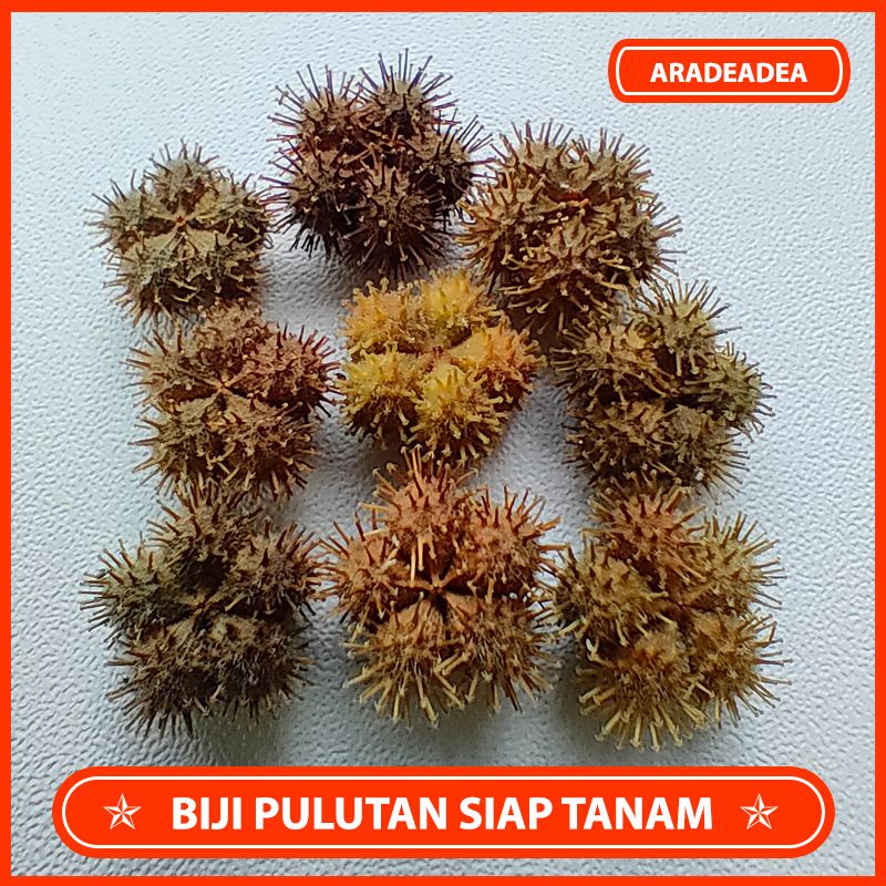 Jual Biji Benih Tanaman Pulutan Pangpulutan 200 Biji | Shopee Indonesia