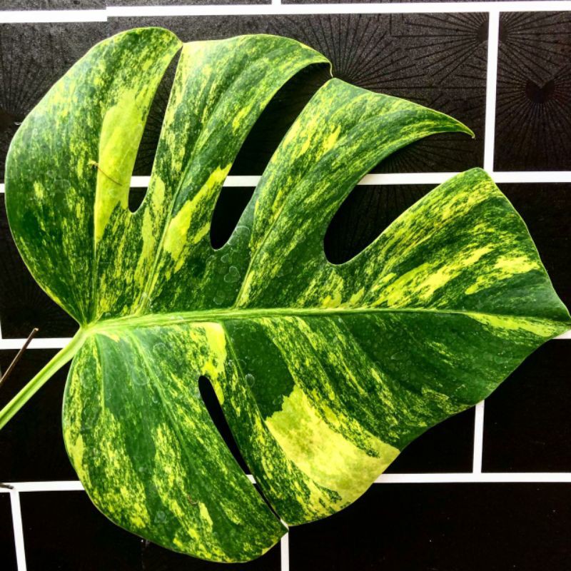 Jual monstera marmorata | Shopee Indonesia