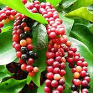 Jual TERBAIK Bibit Tanaman Buah Wuni I Buni I Bignay Fruit - Tanaman ...