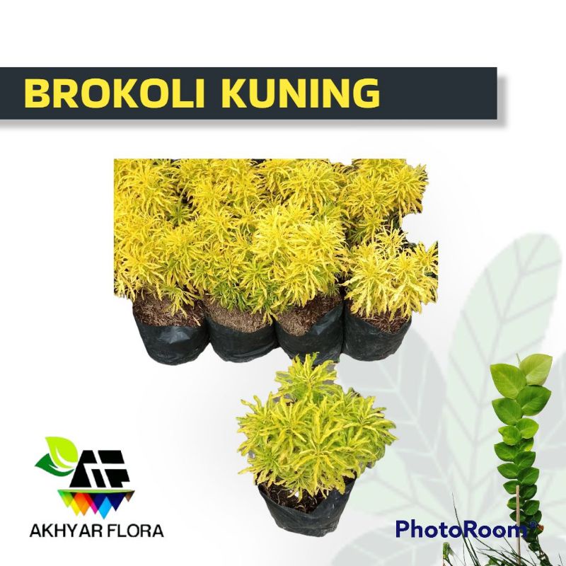 Jual brokoli kuning tanaman hias akalipa brokoli kuning border kuning ...