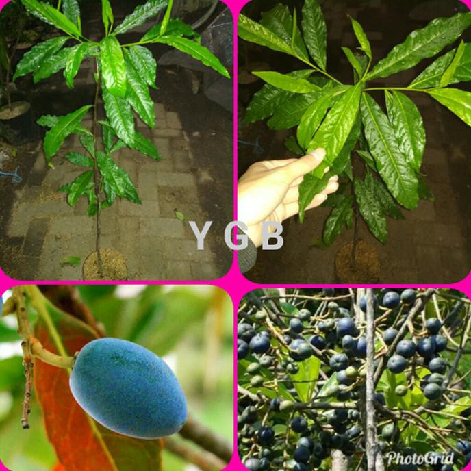 Jual BIBIT TANAMAN GENITRI JENITRI GANITRI ATAU AIR MATA DEWA SIWA ASLI ...