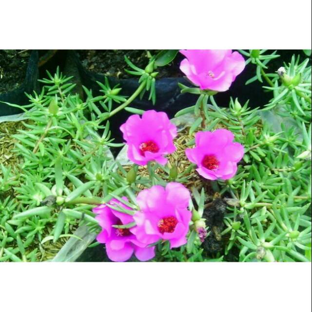 Jual Tanaman Sutera Bombay/ Sutra / Bunga Jam 8 | Shopee Indonesia