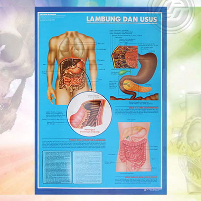 Jual Poster Anatomi Manusia Lambung dan Usus | Shopee Indonesia