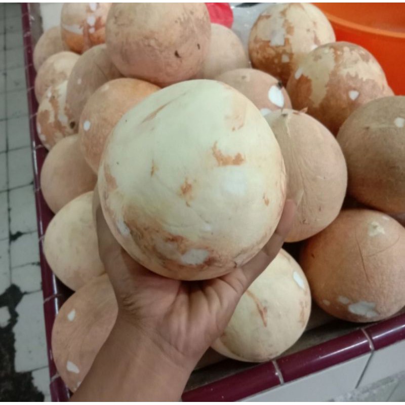 Jual BUAH KELAPA PARUT TUA 1buah | Shopee Indonesia