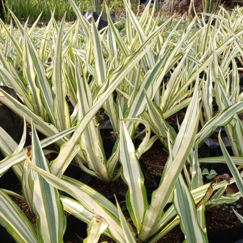 Jual Tanaman Hias Agave putih / agave varigata | Shopee Indonesia