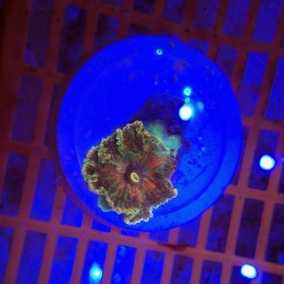 Jual Mobil-Jamur-Obat- Coral Jamur Yuma Hijau Pink Frag Ciamik -Obat ...