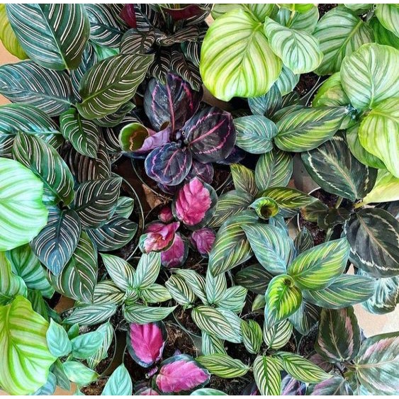 Jual tanaman daun calathea - Tanaman Hias Daun Calathea Remaja (Ready ...