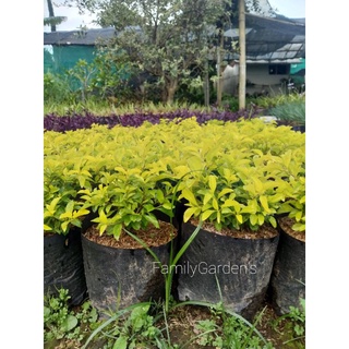 Jual Tanaman Hias Penitian / Pangkas Kuning / Pagar Hidup | Shopee ...
