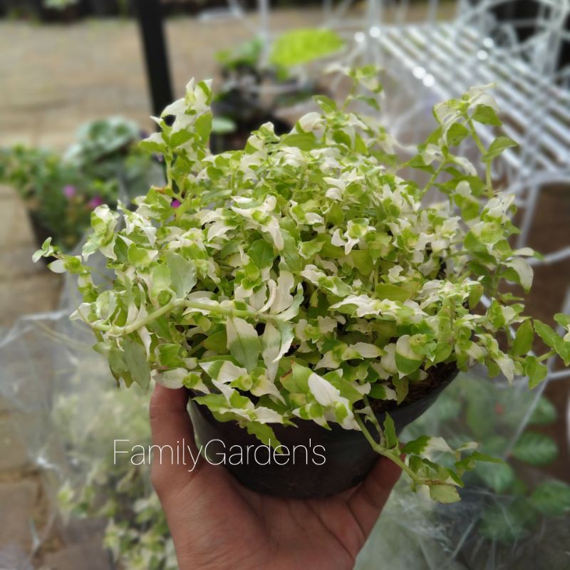 Jual Tanaman Hias Gantung Janda Merana / Dewar Variegata Rimbun ...