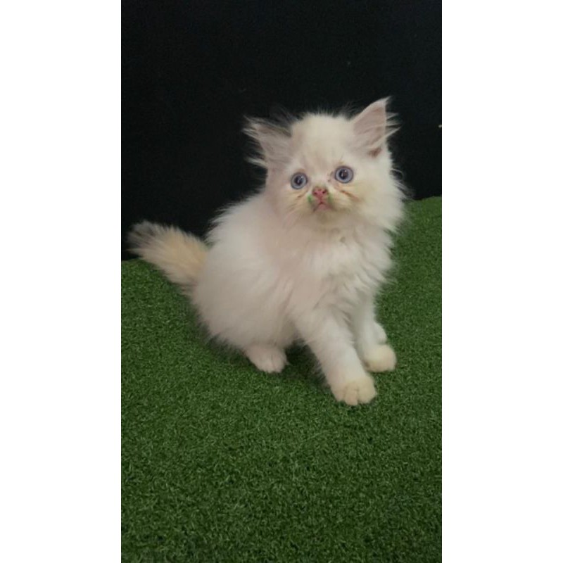 Harga Ragdoll Terbaru Oktober 2021 | BigGo Indonesia