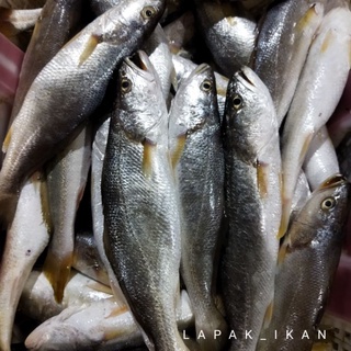 Jual Ikan Samge Segar 1~Kilogram | Shopee Indonesia