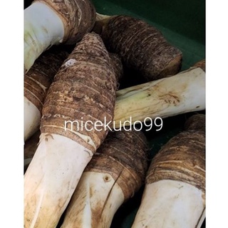 Jual BENTOL SEGAR FRESH BENTUL TALAS KELADI BENTOEL UBI UMBI TALES ...