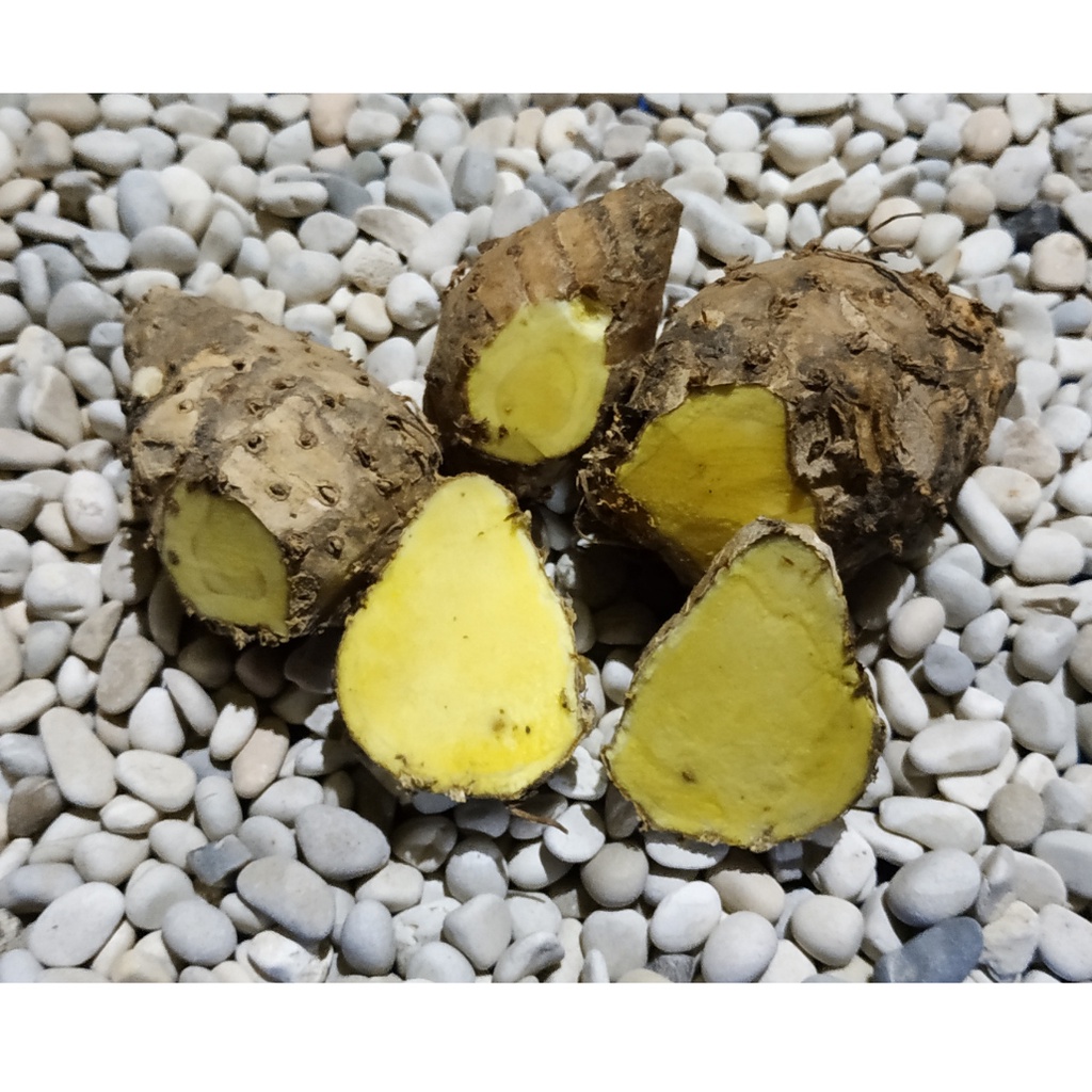 Jual Empu Temu Mangga 500gr (Curcuma mangga Val) | Shopee Indonesia