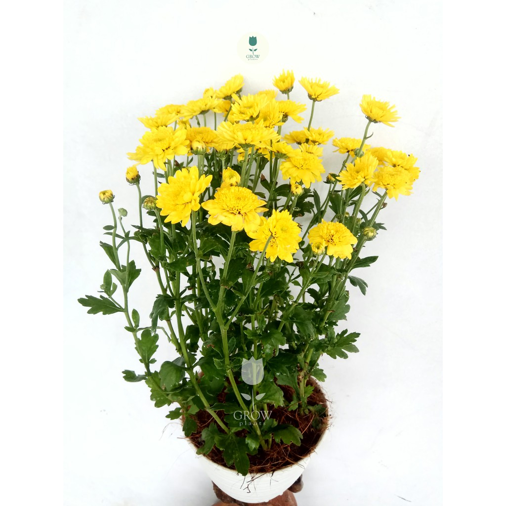 Jual Tanaman aster kuning | Shopee Indonesia