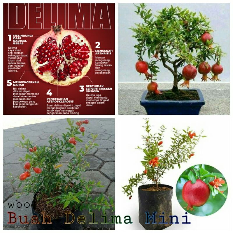 Jual Bibit Tanaman Buah Delima Merah mini rajin berbuah/Bahan Bonsai ...