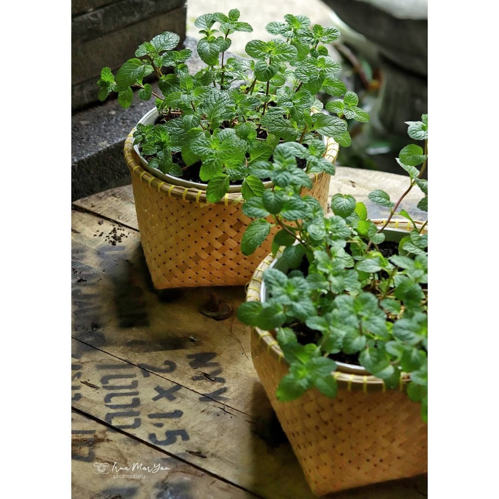 Jual Daun mint bibit bunga - Tanaman Daun Mint Organik Segar Bisa ...