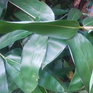 Jual [PROMO] Daun Bambu/Daun Bacang/Daun Bakcang/Daun Kicang 50Lembar ...