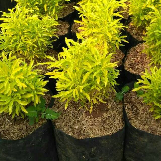 Jual Tanaman hias brokoli kuning | Shopee Indonesia Jual Tanaman hias brokoli kuning | Shopee Indonesia