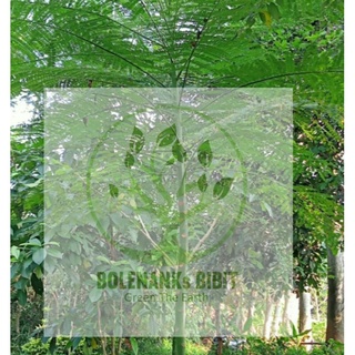 Jual Bibit Pohon Solobium Parahyba Pakis Brazil | Shopee Indonesia