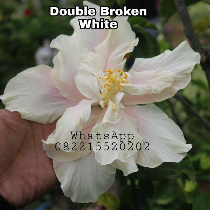 Jual Tanaman hias bunga sepatu Double White | tanaman hidup kembang ...