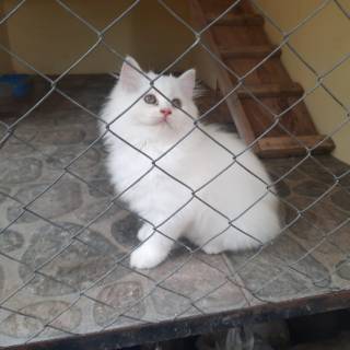Harga kucing persia Terbaik - April 2020 | Shopee Indonesia