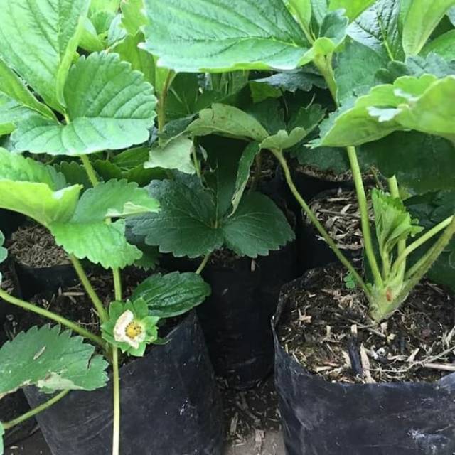 Jual bibit strawberry buah manis - WISATA AGROTANI | Shopee Indonesia