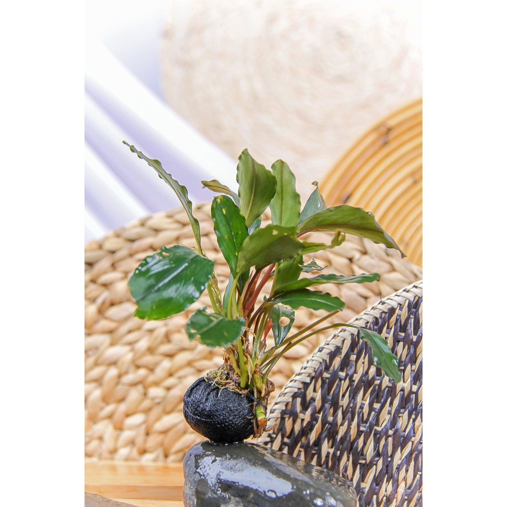 Jual Tiger Bucephalandra Tanaman Aquascape - Buce Tanaman Hias Air ...