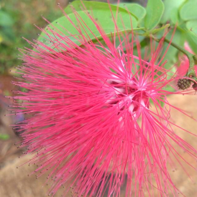 Jual Tanaman kaliandra bunga merah tanaman vegetasi lebah trigona ...