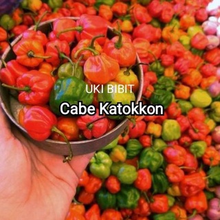 Jual monggo] ( 1 Pack ) Benih Cabe Katokkon Khas Toraja | Super Pedas ...