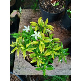 Jual tanaman hias bunga rombusa mini gold / rombusa kuning tanaman ...