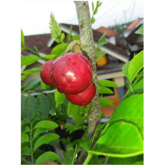 Jual TANAMAN BUAH BIBIT KEDONDONG MERAH | Shopee Indonesia Jual TANAMAN BUAH BIBIT KEDONDONG MERAH | Shopee Indonesia