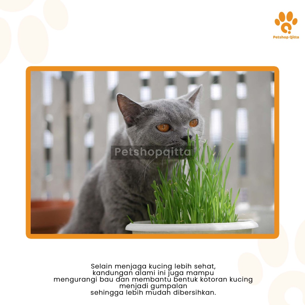 Jual BIJI GANDUM RUMPUT KUCING 30GR - Benih Biji Gandum Rumput Cat ...
