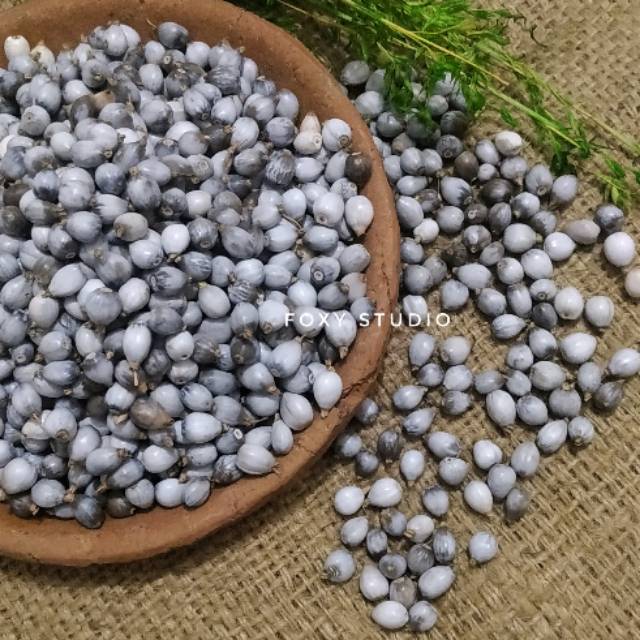 Biji jali kering/biji jali jali 20pcs/dried coix lacryma seed | Shopee ...