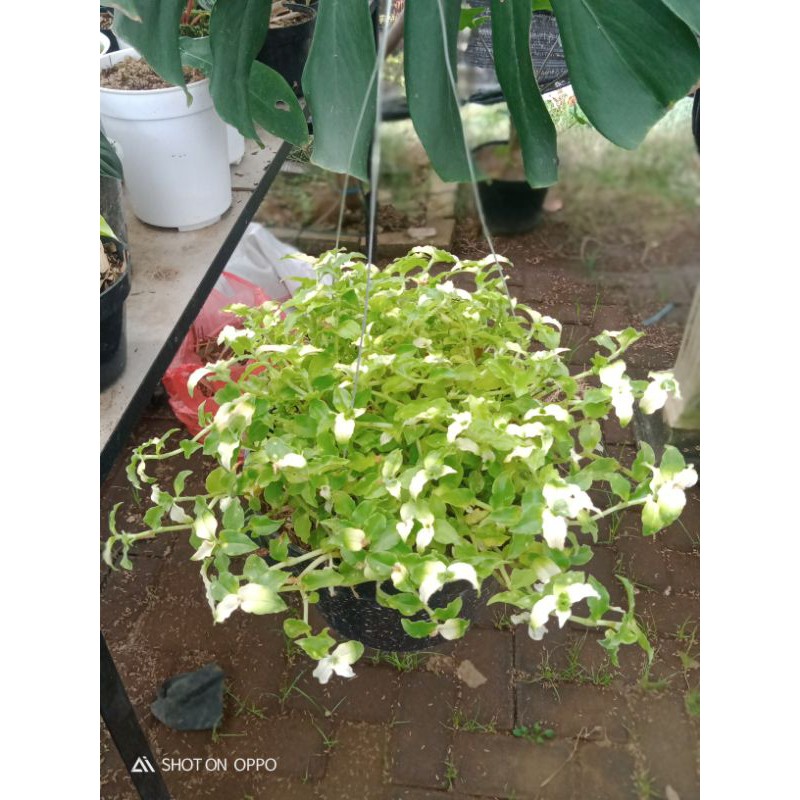 Jual Tanaman Hias Gantung Janda Merana / Dewar Varigata | Shopee Indonesia