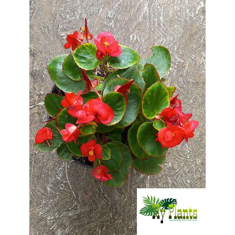 Jual Tanaman Hias Bunga Begonia Rex BALI Daun Hijau DAUN RIMBUN ...