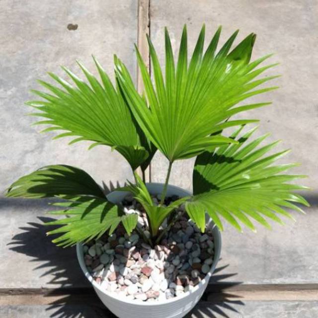 Jual Tanaman Hias Palem Kol | Palem Kipas | Shopee Indonesia